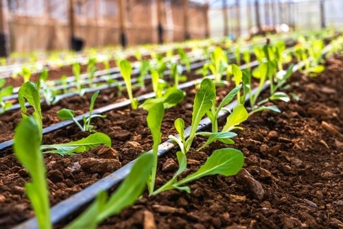 South Carolina Drip/Trickle Irrigation Systems Credit - OLT Articles